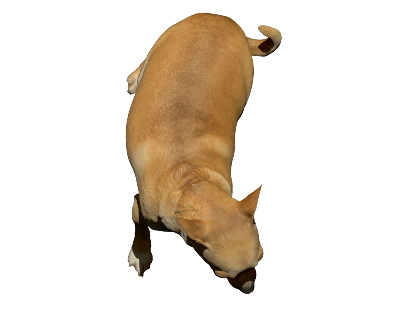 Dog scanned photogrammetry model - TurboSquid 1349248