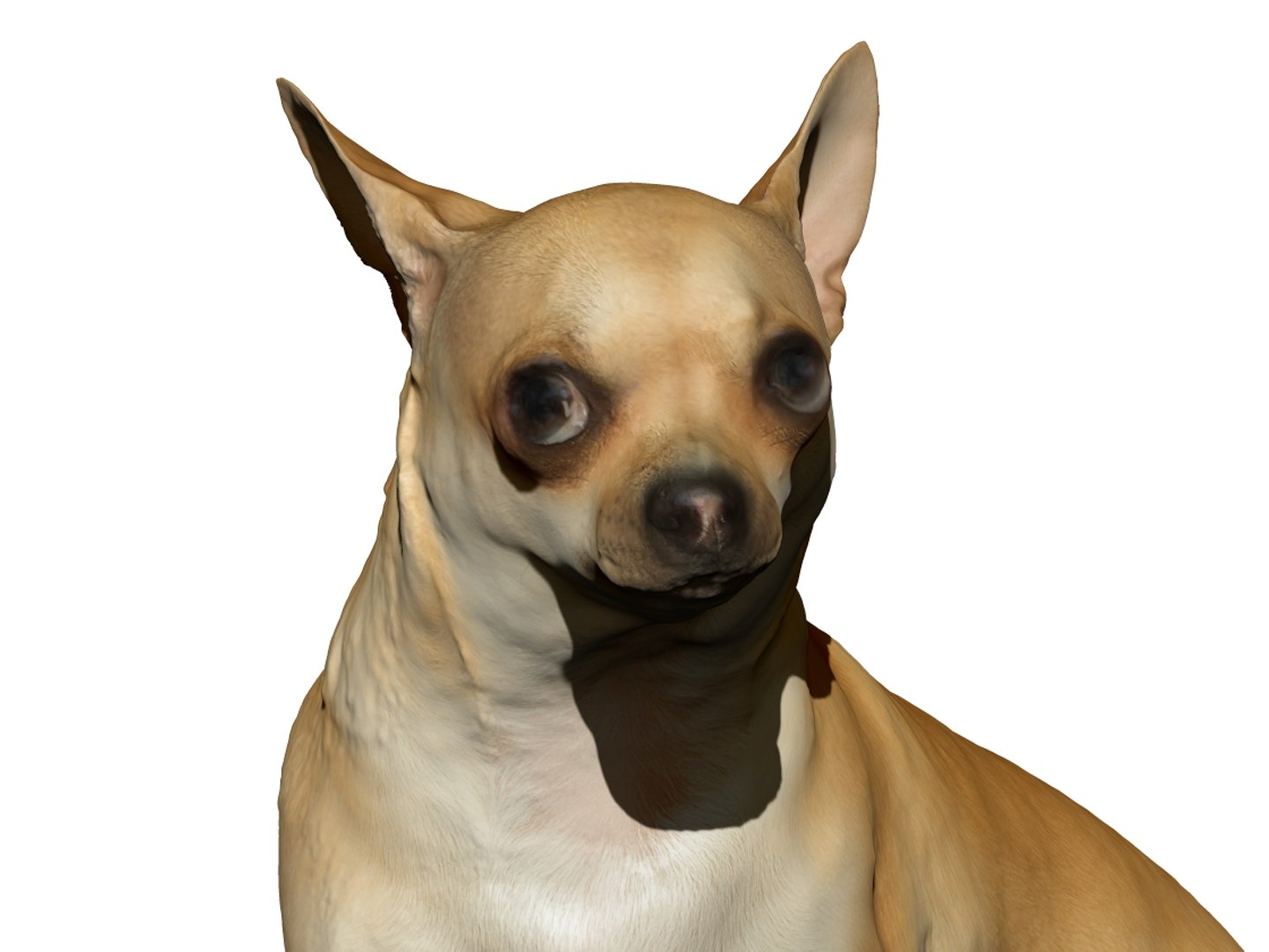 Dog scanned photogrammetry model - TurboSquid 1349248