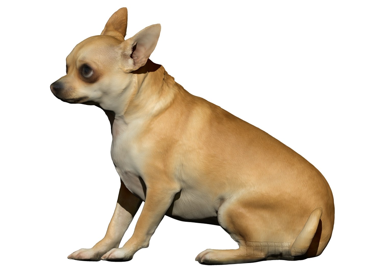 Dog scanned photogrammetry model - TurboSquid 1349248