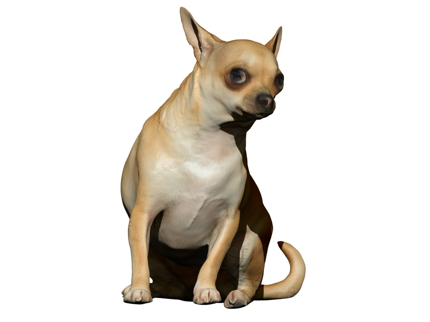 Dog scanned photogrammetry model - TurboSquid 1349248