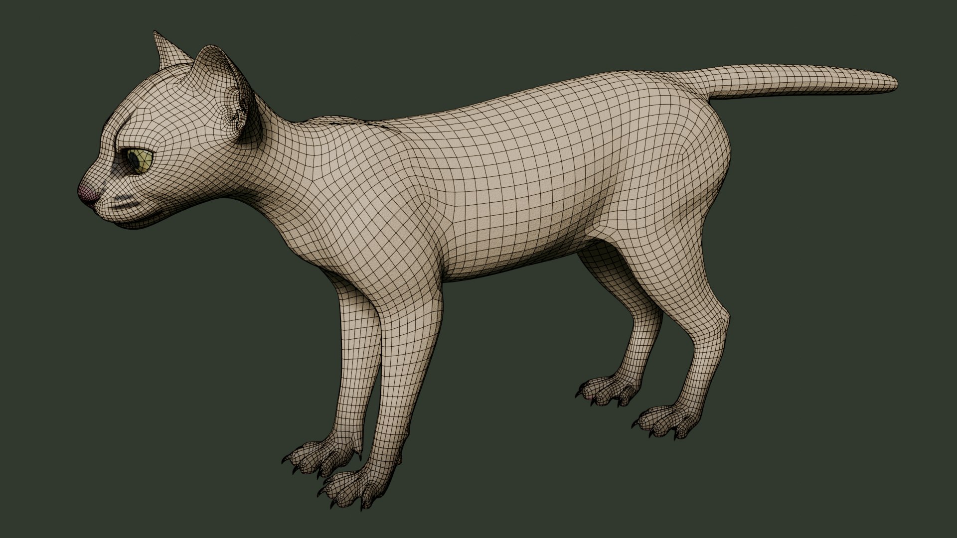 Wildcat Model - TurboSquid 2361469