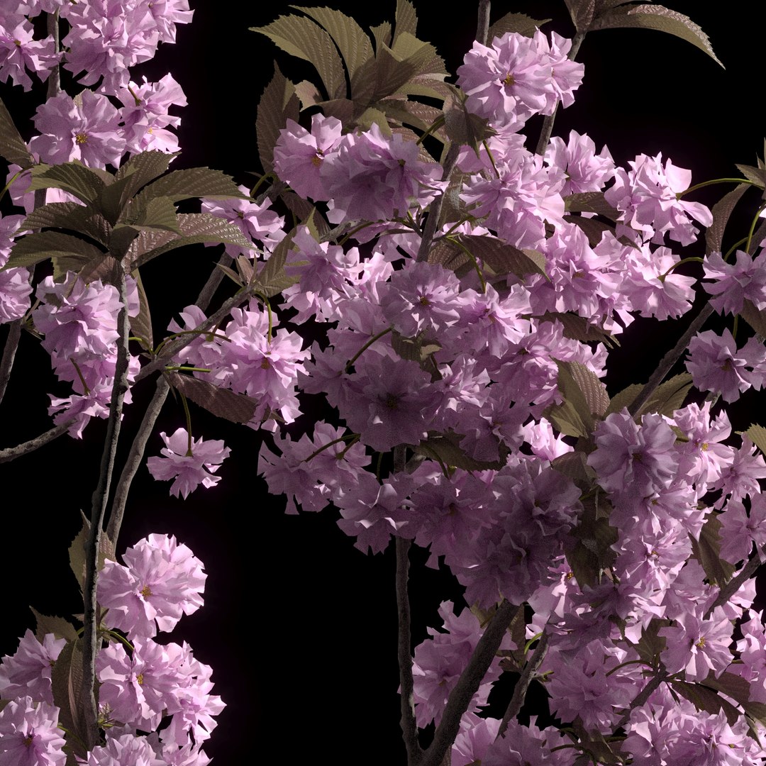 Vase Branches Japanese Cherry 3D Model - TurboSquid 1646834