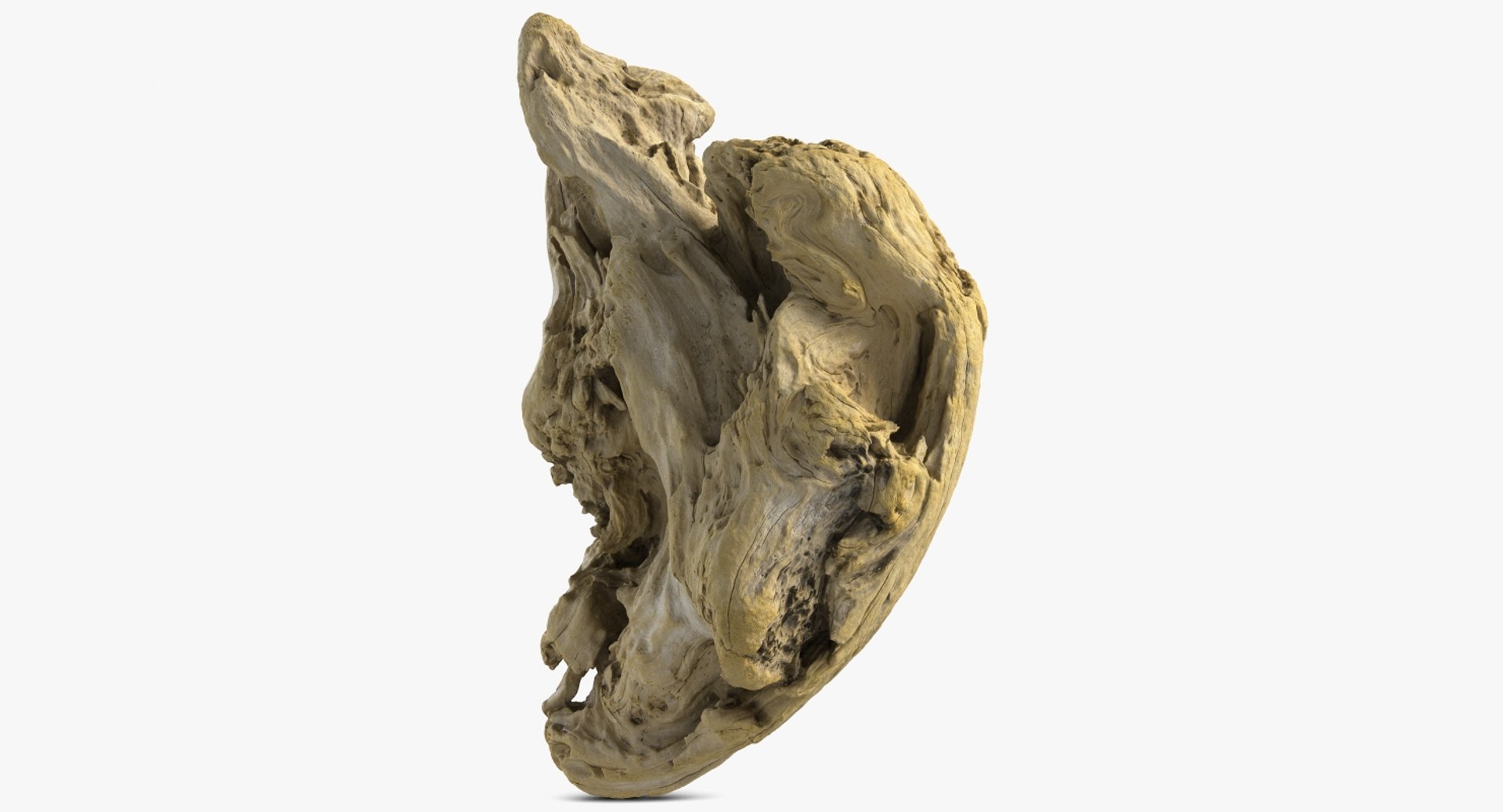 3d Teak Wood Root Piece Model