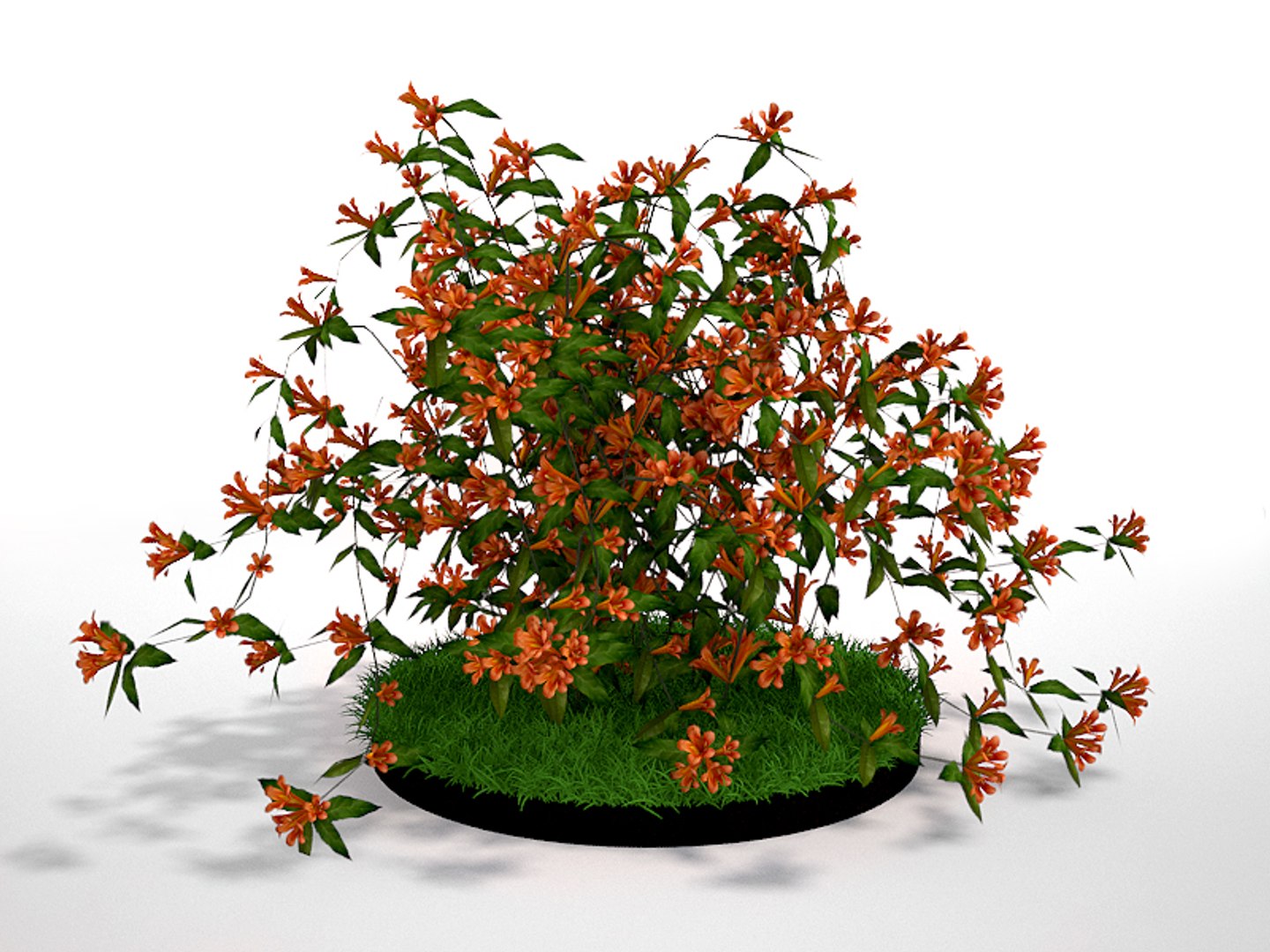 Maya Plant Tangerine