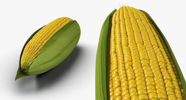 Corn 2 3D - TurboSquid 1592180