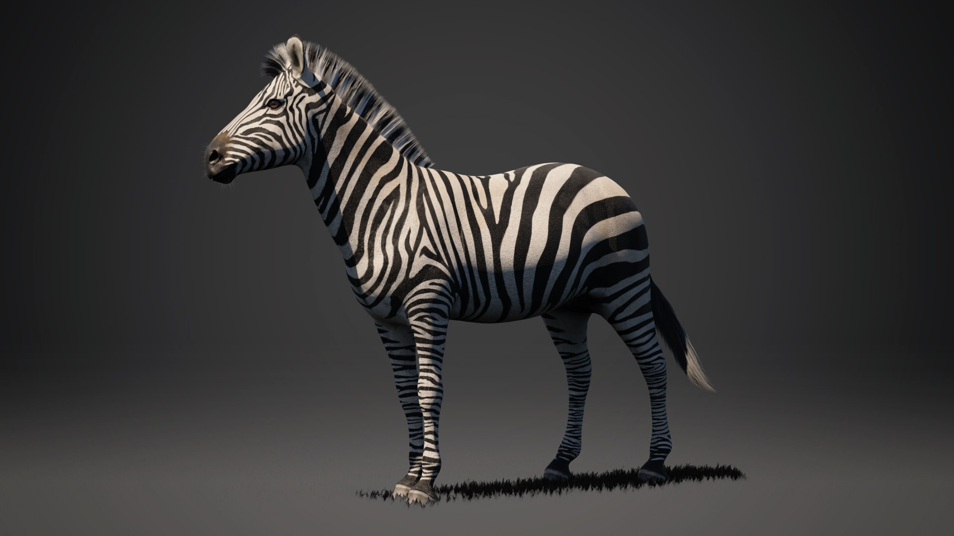 Zebra 3D Model - TurboSquid 2230738