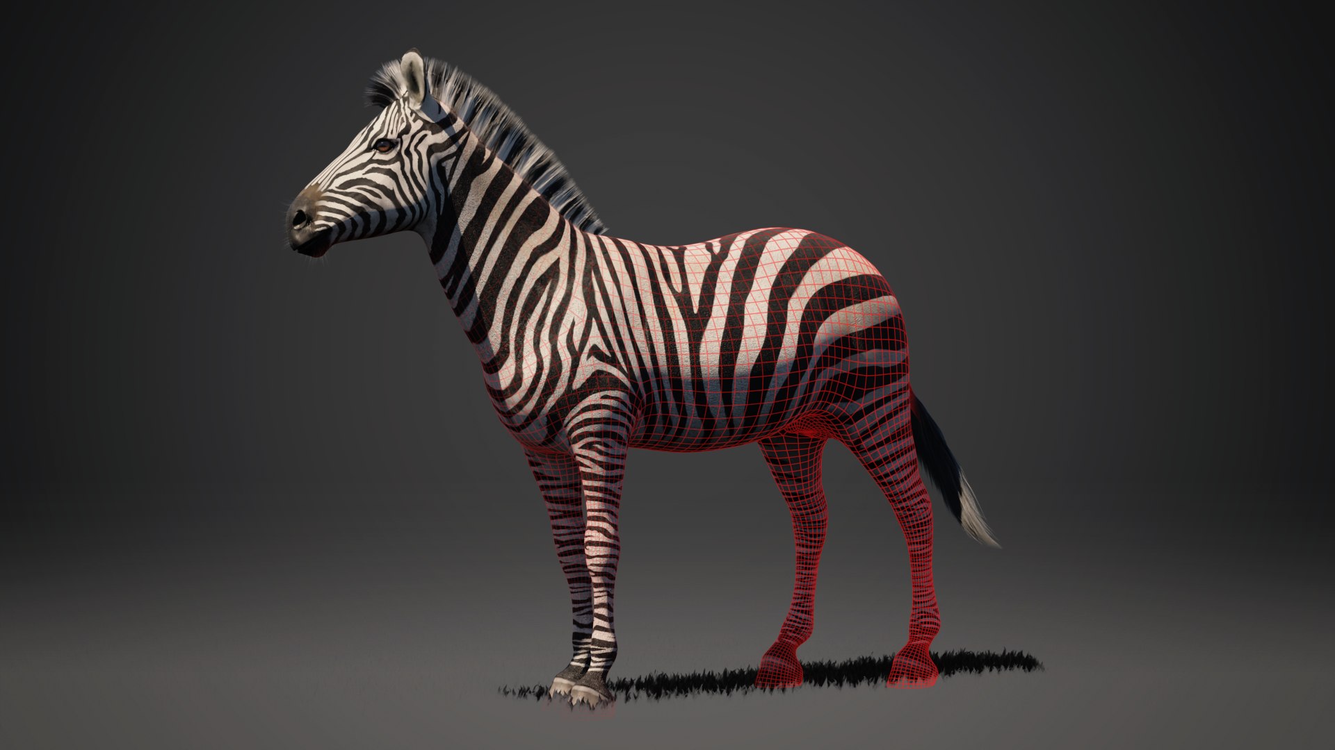 Zebra 3D Model - TurboSquid 2230738