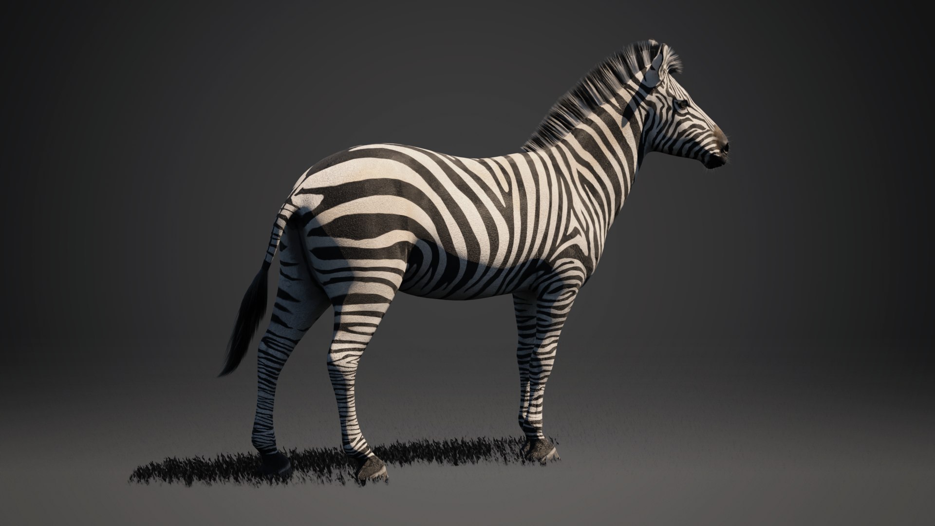 Zebra 3D Model - TurboSquid 2230738