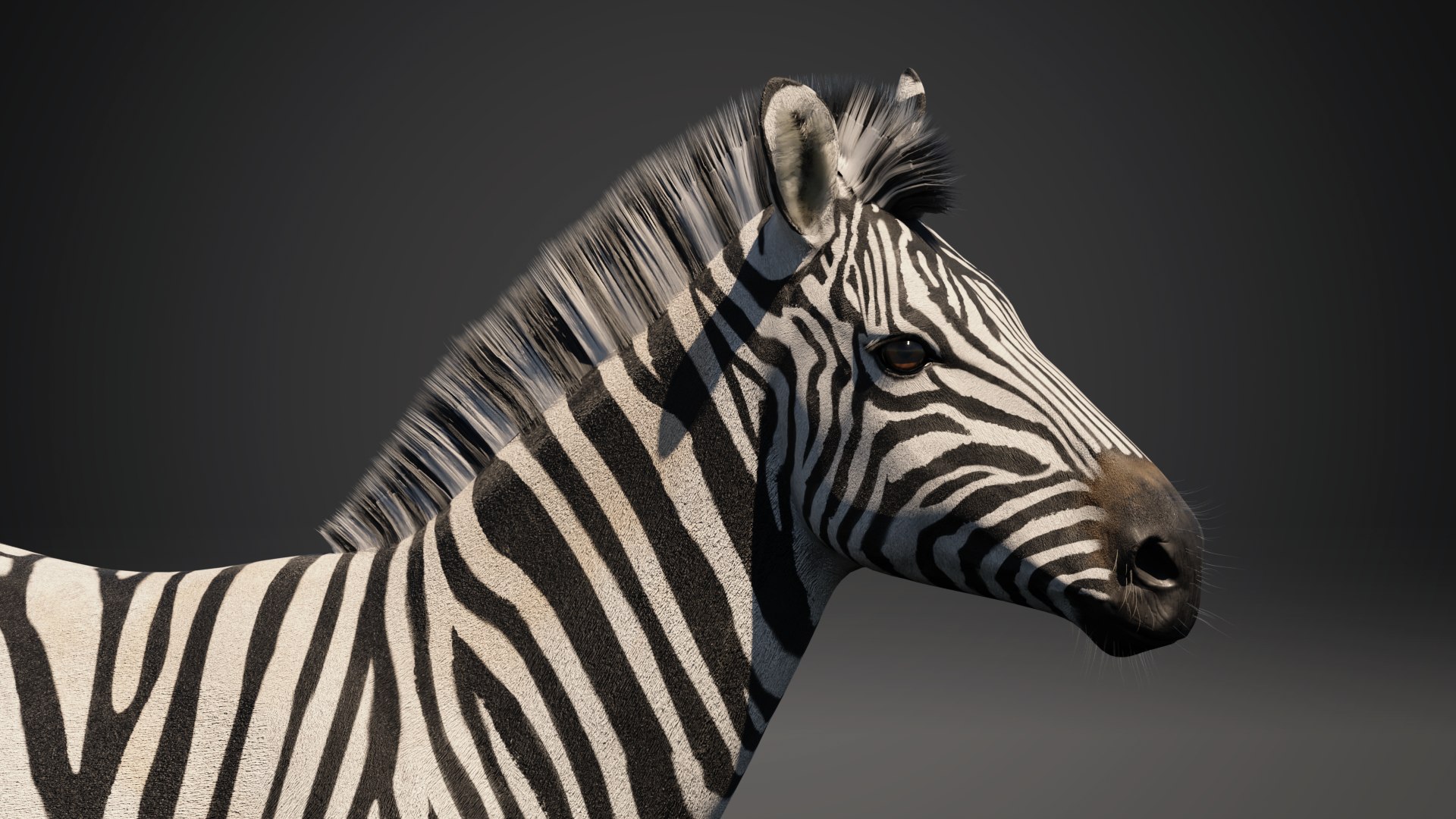 Zebra 3D Model - TurboSquid 2230738
