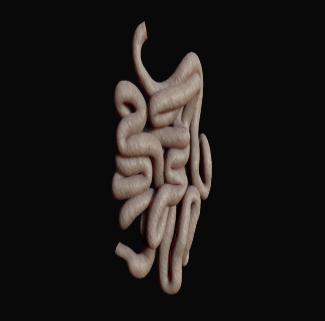 3D Human Anatomy-Muscular Tissue Nomenclature Model - TurboSquid 2229913
