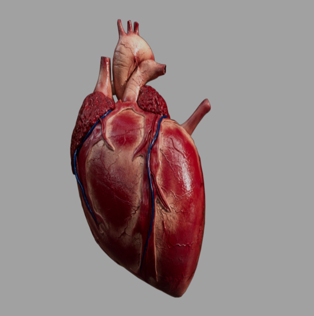 3D Human Anatomy-Muscular Tissue Nomenclature Model - TurboSquid 2229913