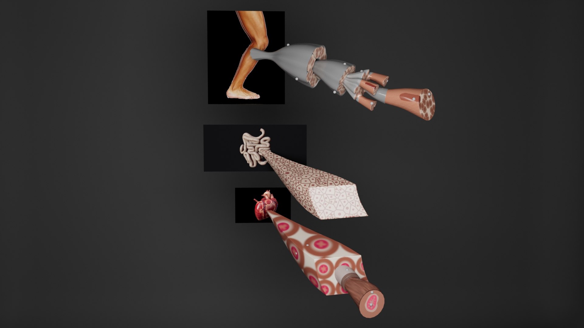 3D Human Anatomy-Muscular Tissue Nomenclature Model - TurboSquid 2229913