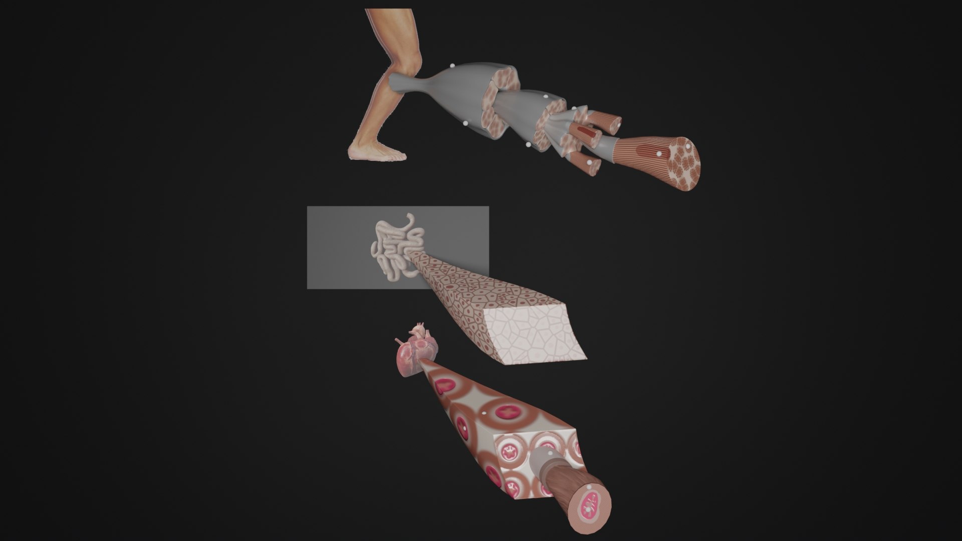 3D Human Anatomy-Muscular Tissue Nomenclature Model - TurboSquid 2229913