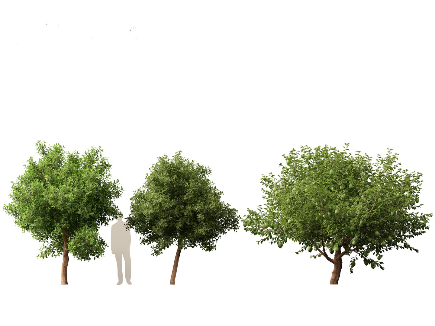 Citrus Limon - Lemon Tree 02 3D Model - TurboSquid 2114194