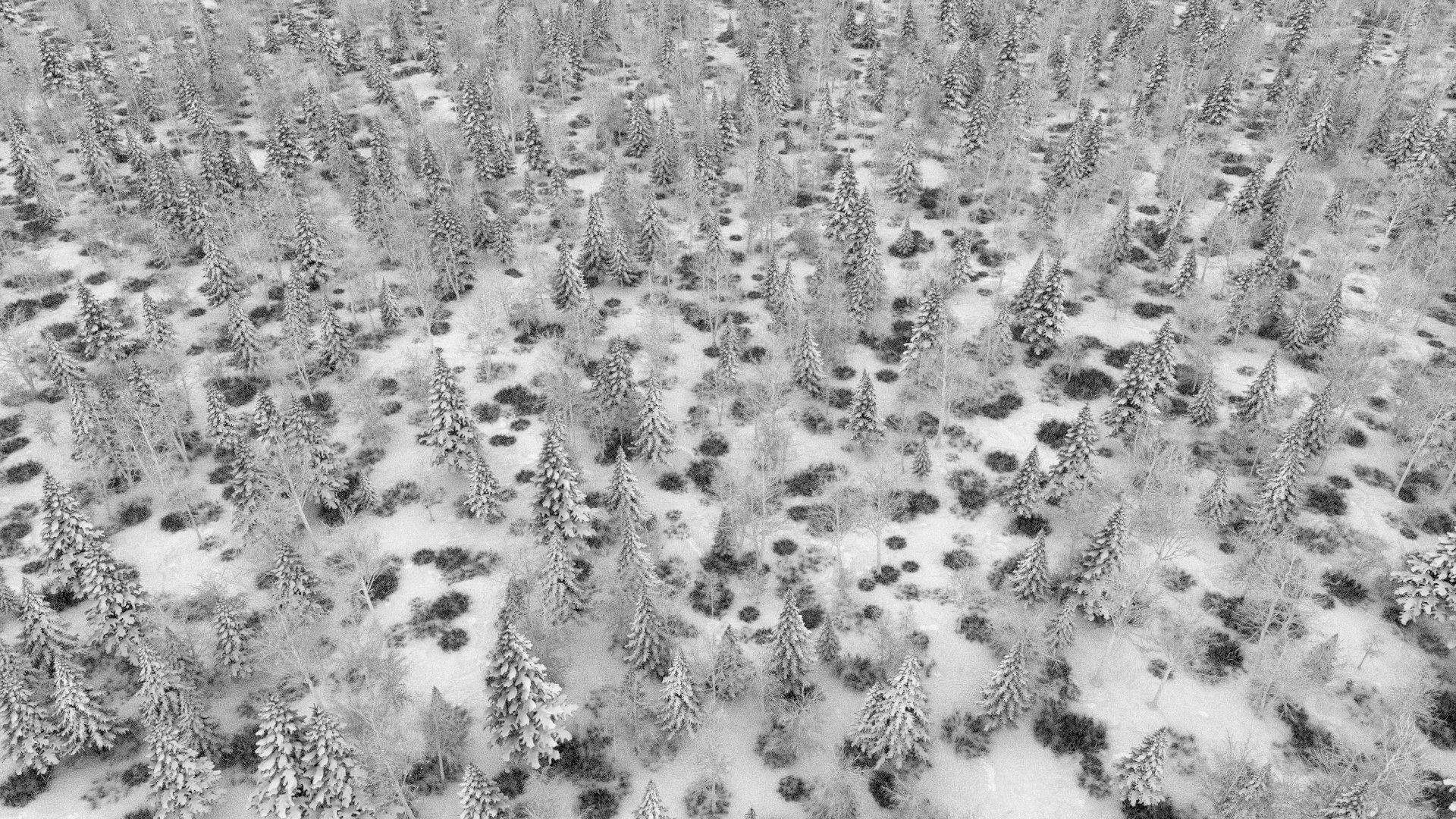 Snow Scene Overlooking Snow Mountain Snow Field Pine Tree 3D Model 3D ...