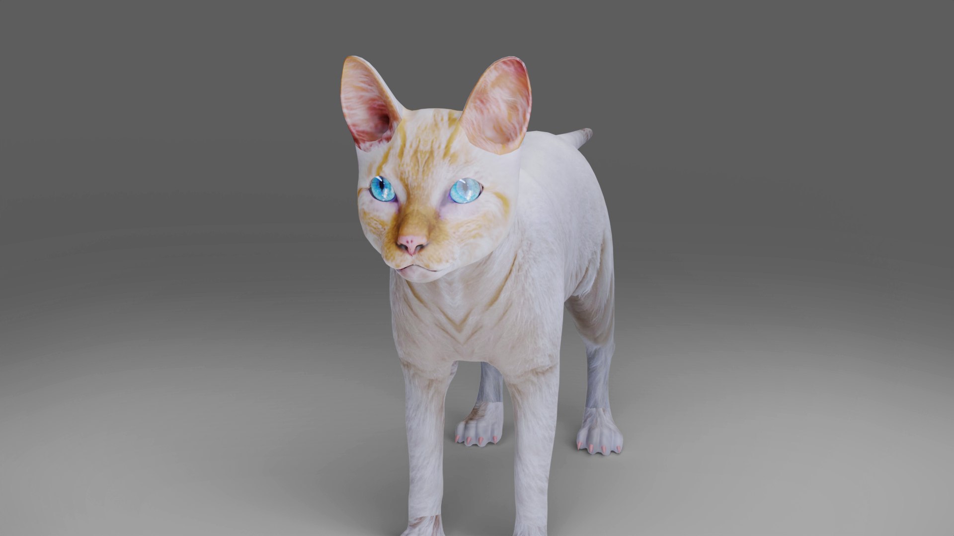 3D Cat White NO Rigged In Blender Model - TurboSquid 1984093