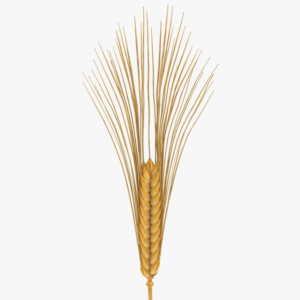 modelo 3d Trigo - TurboSquid 978093