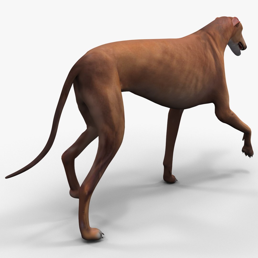 3d Model Australian Greyhound Pose 2