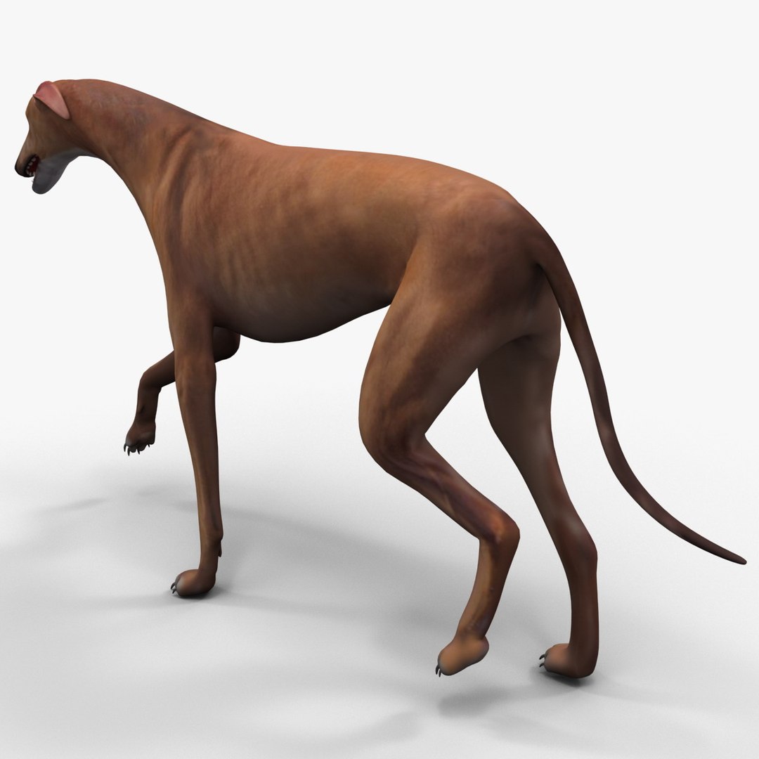3d Model Australian Greyhound Pose 2