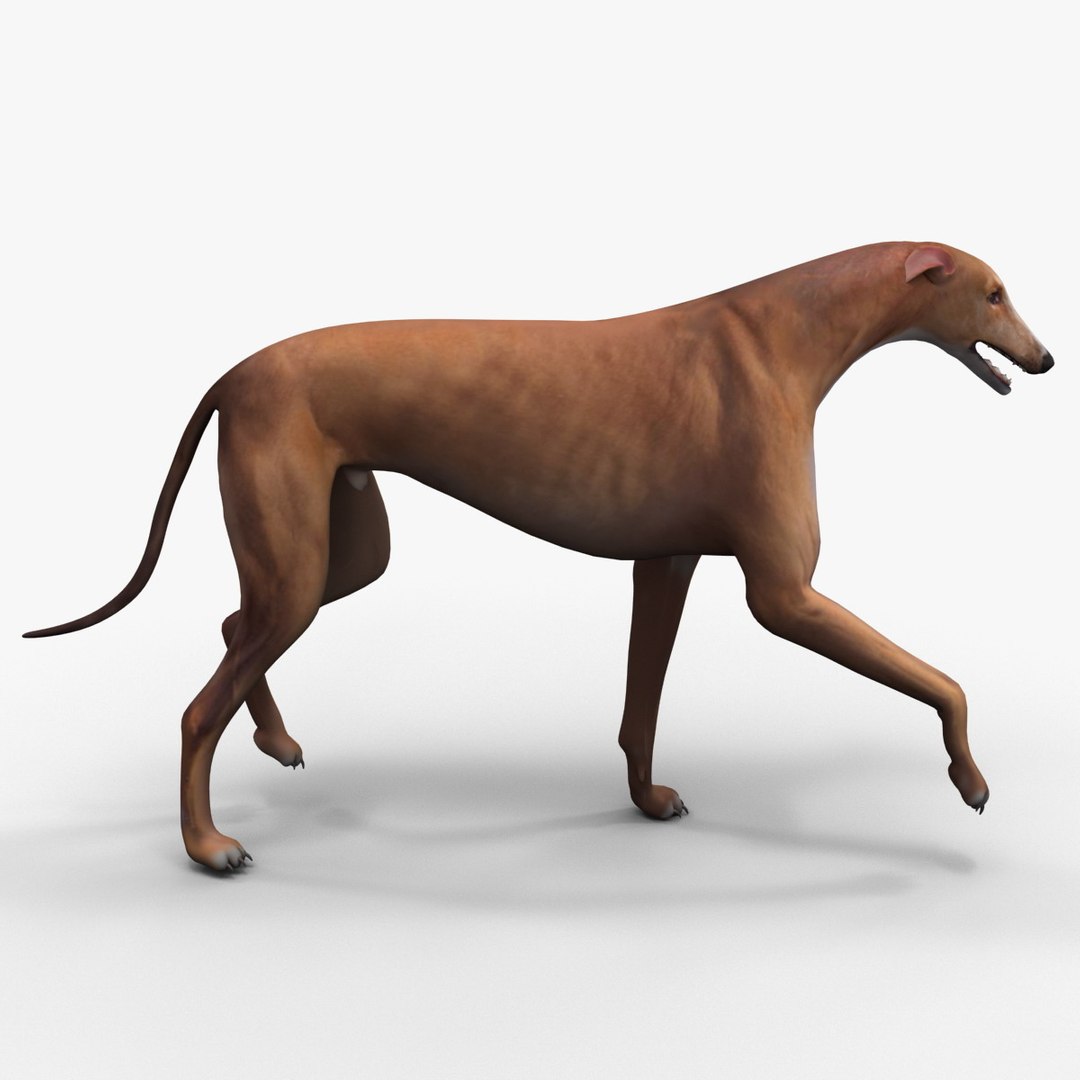 3d Model Australian Greyhound Pose 2