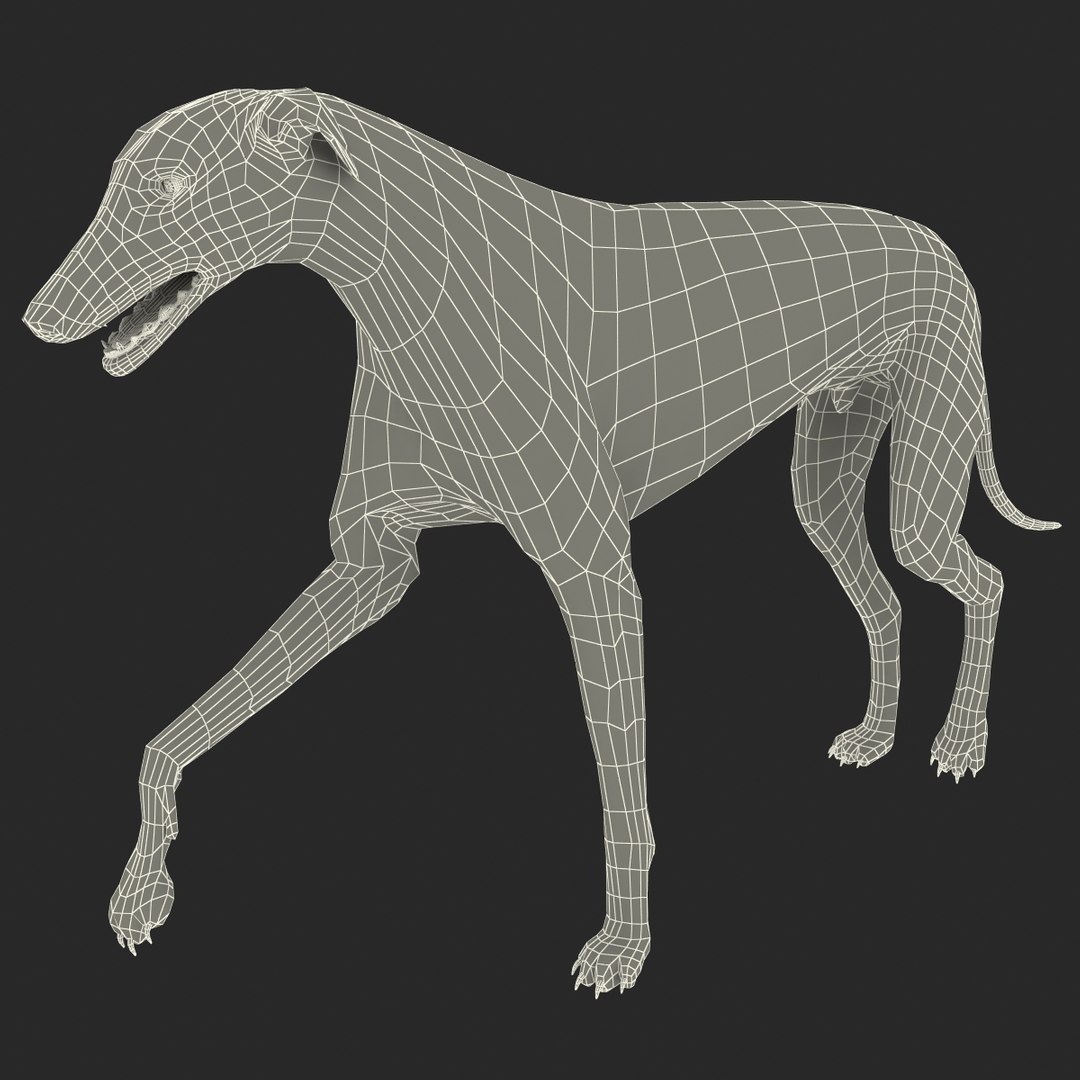 3d Model Australian Greyhound Pose 2