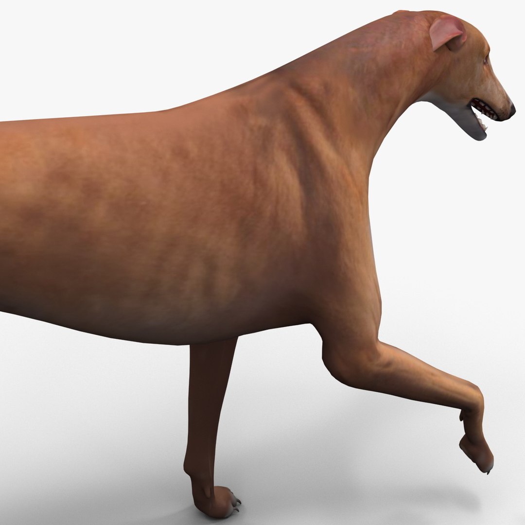 3d Model Australian Greyhound Pose 2