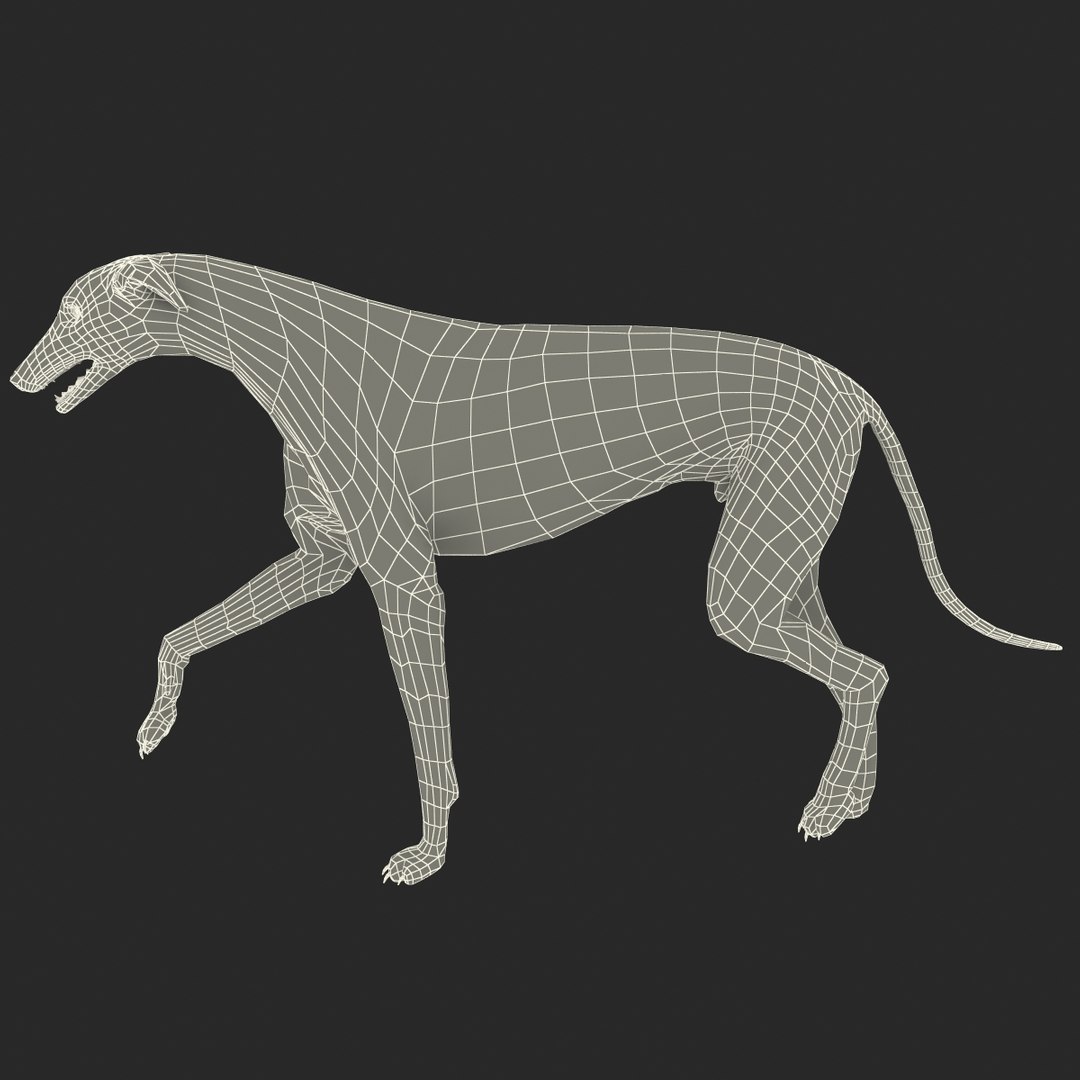 3d Model Australian Greyhound Pose 2