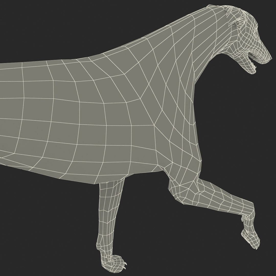 3d Model Australian Greyhound Pose 2
