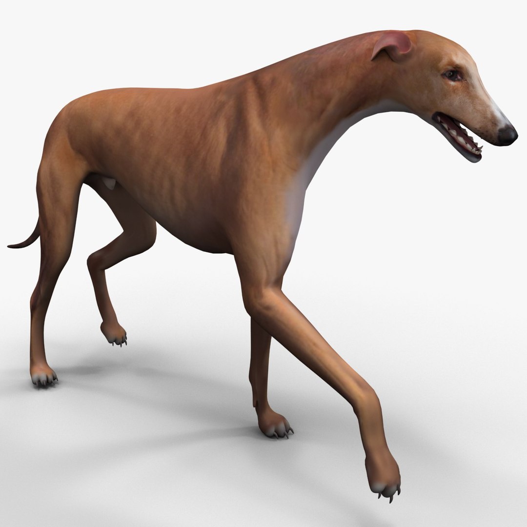 3d Model Australian Greyhound Pose 2