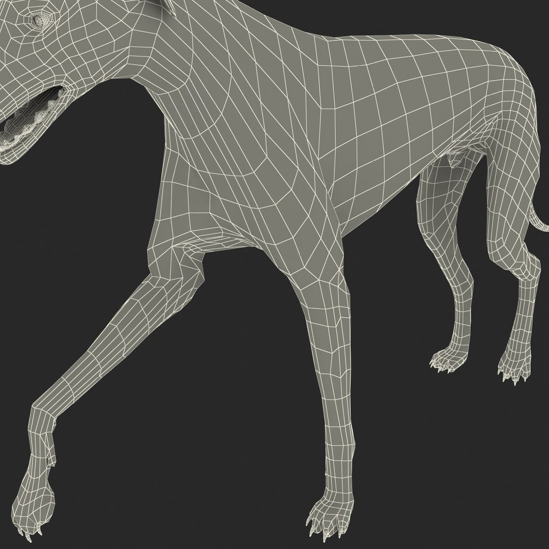 3d Model Australian Greyhound Pose 2