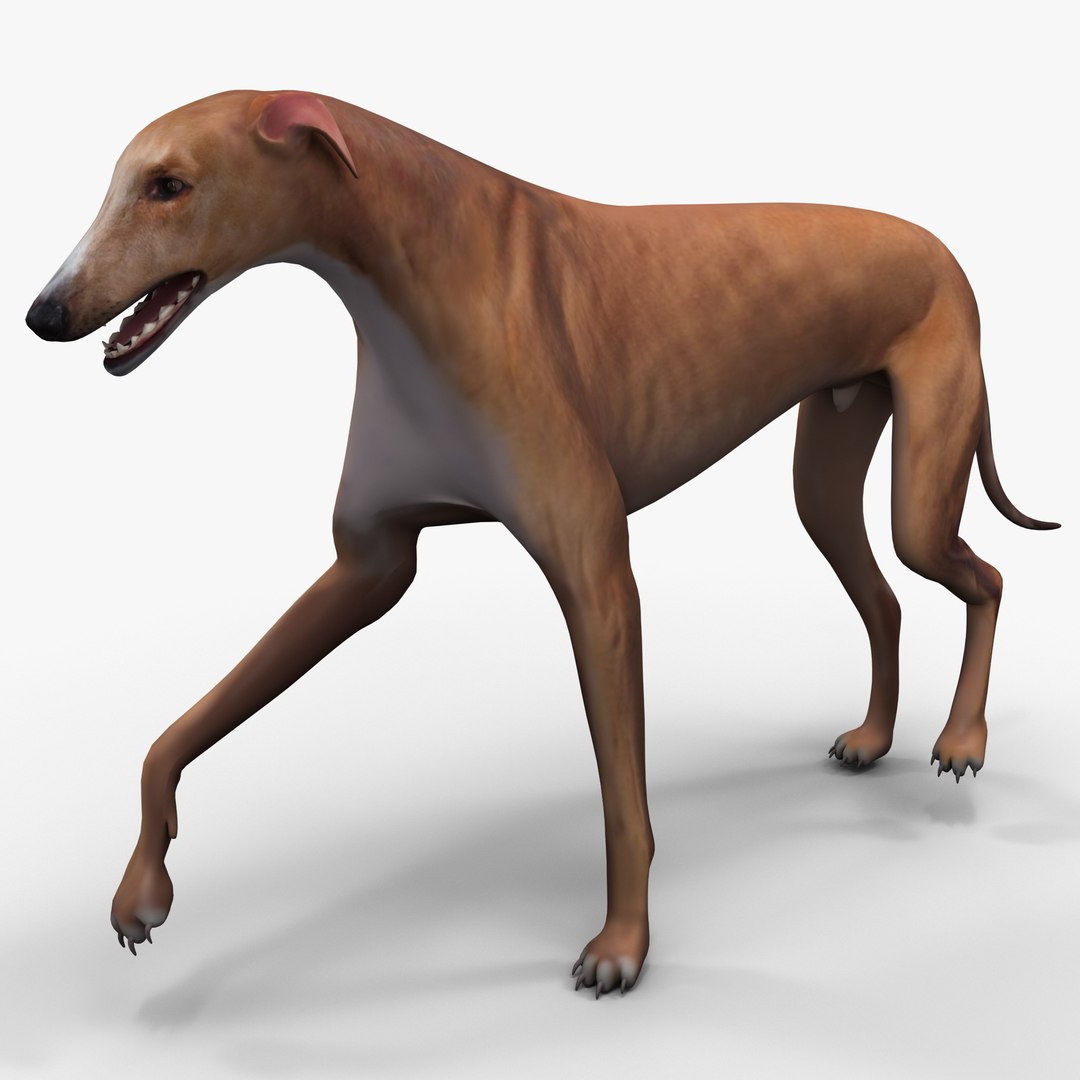 3d Model Australian Greyhound Pose 2