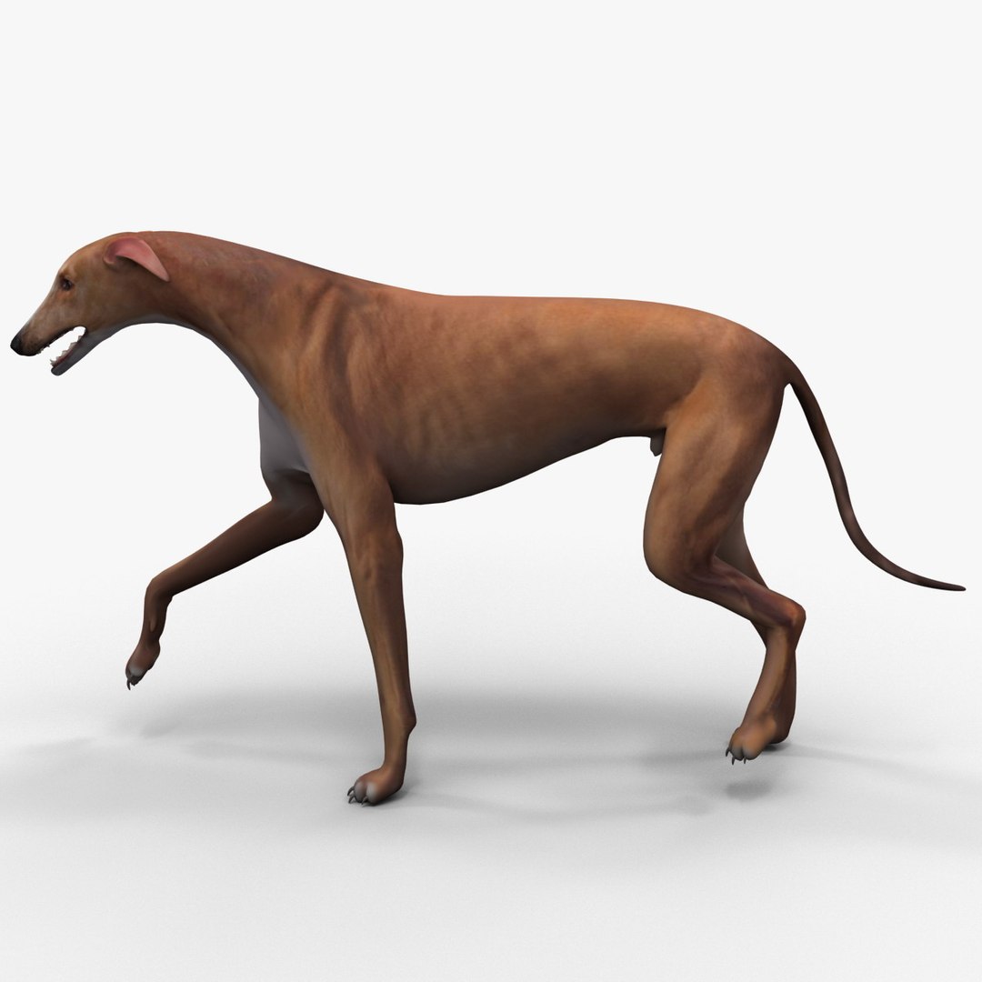3d Model Australian Greyhound Pose 2