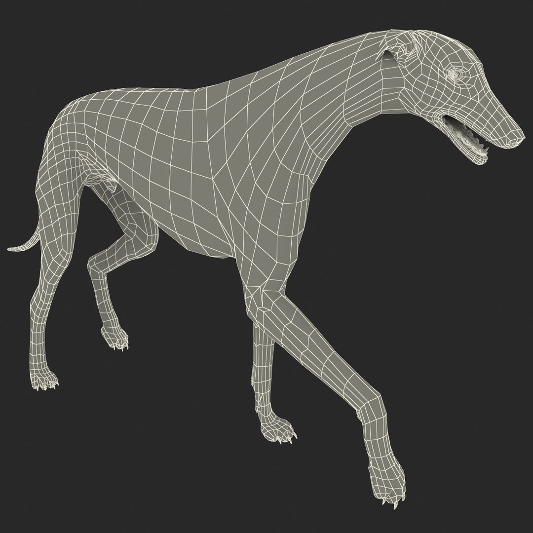 3d Model Australian Greyhound Pose 2