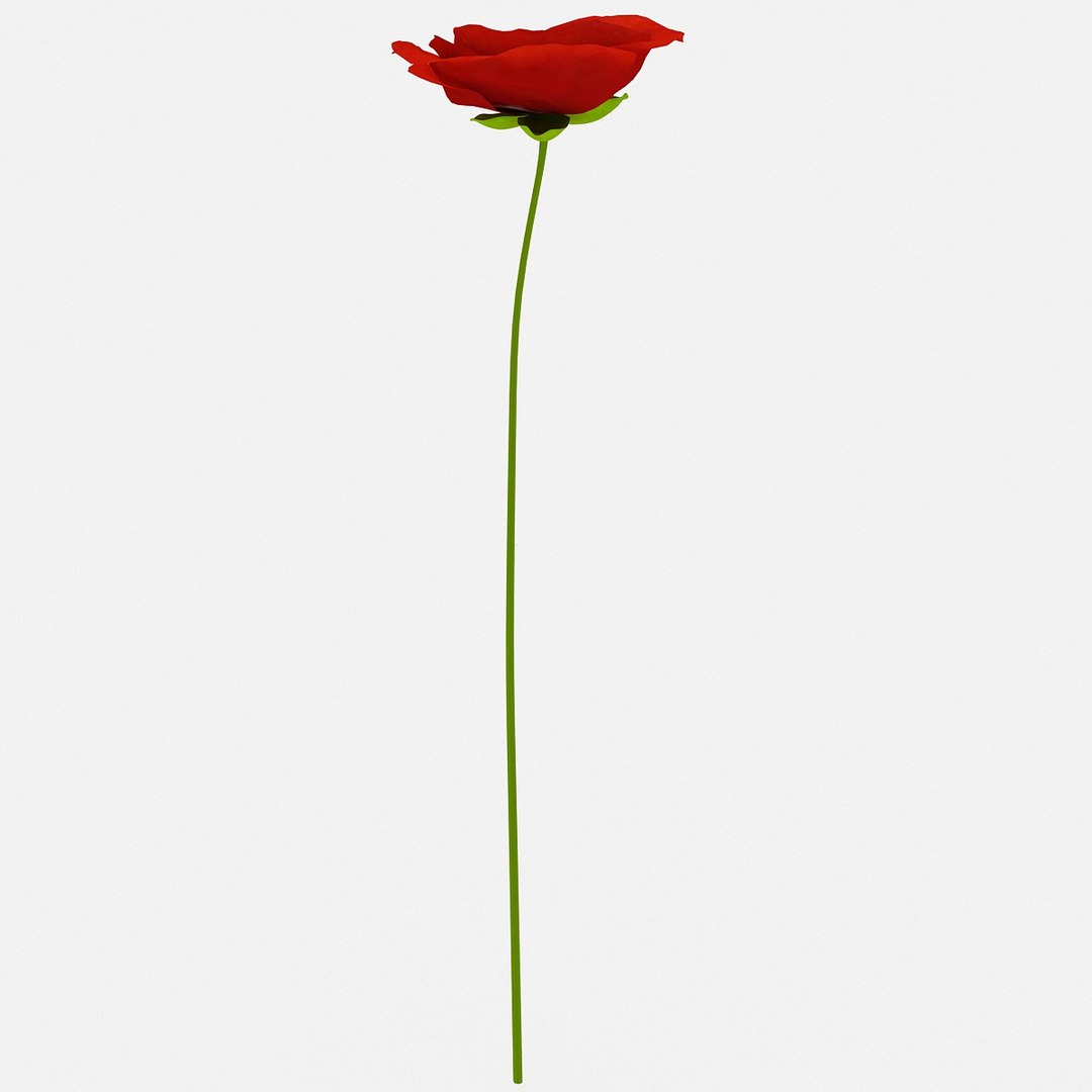 3d red poppy flower