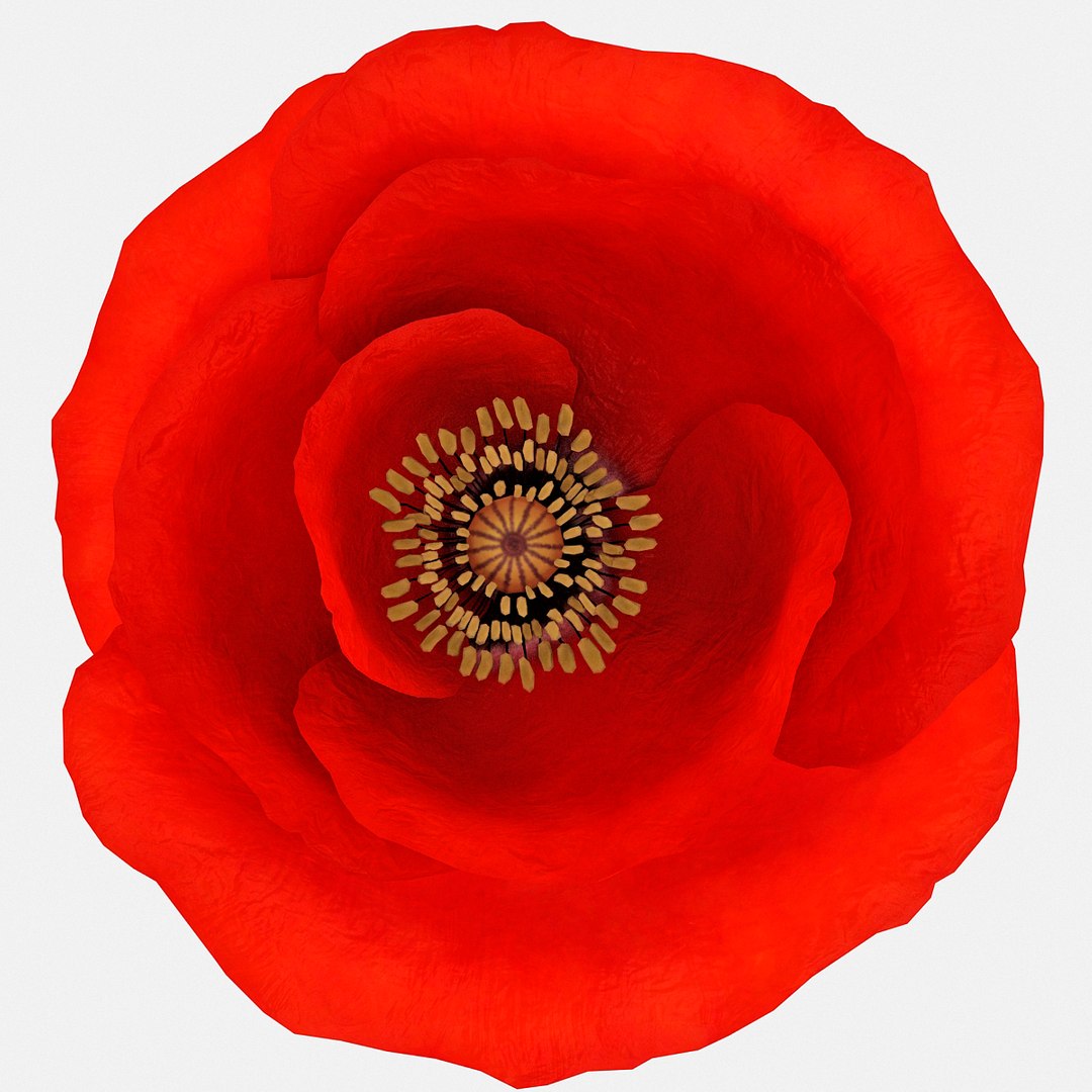 3d red poppy flower