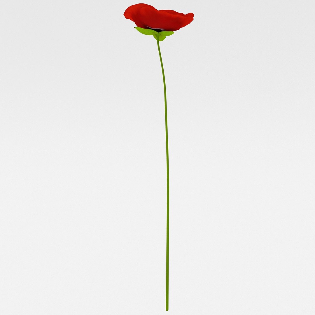 3d red poppy flower