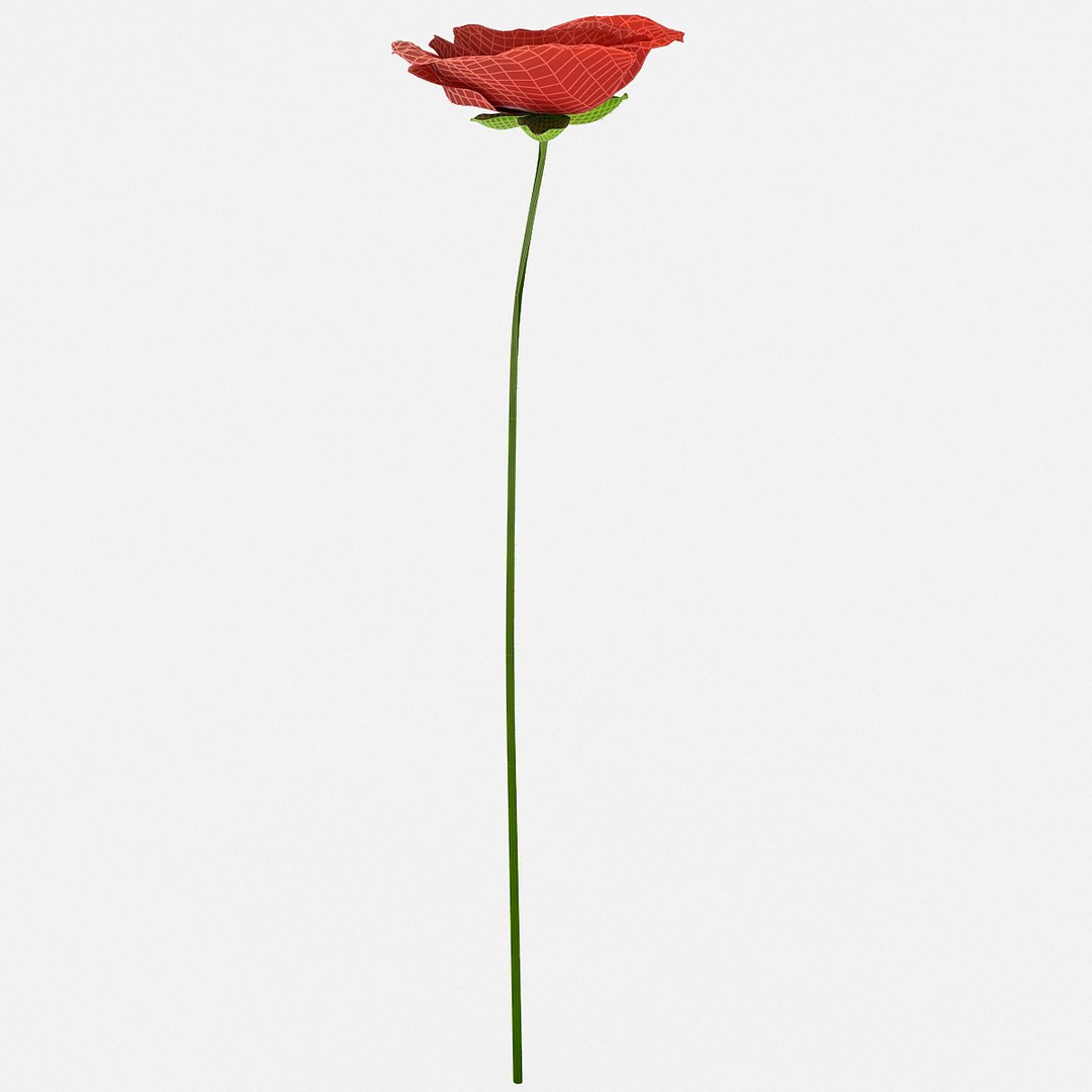 3d red poppy flower
