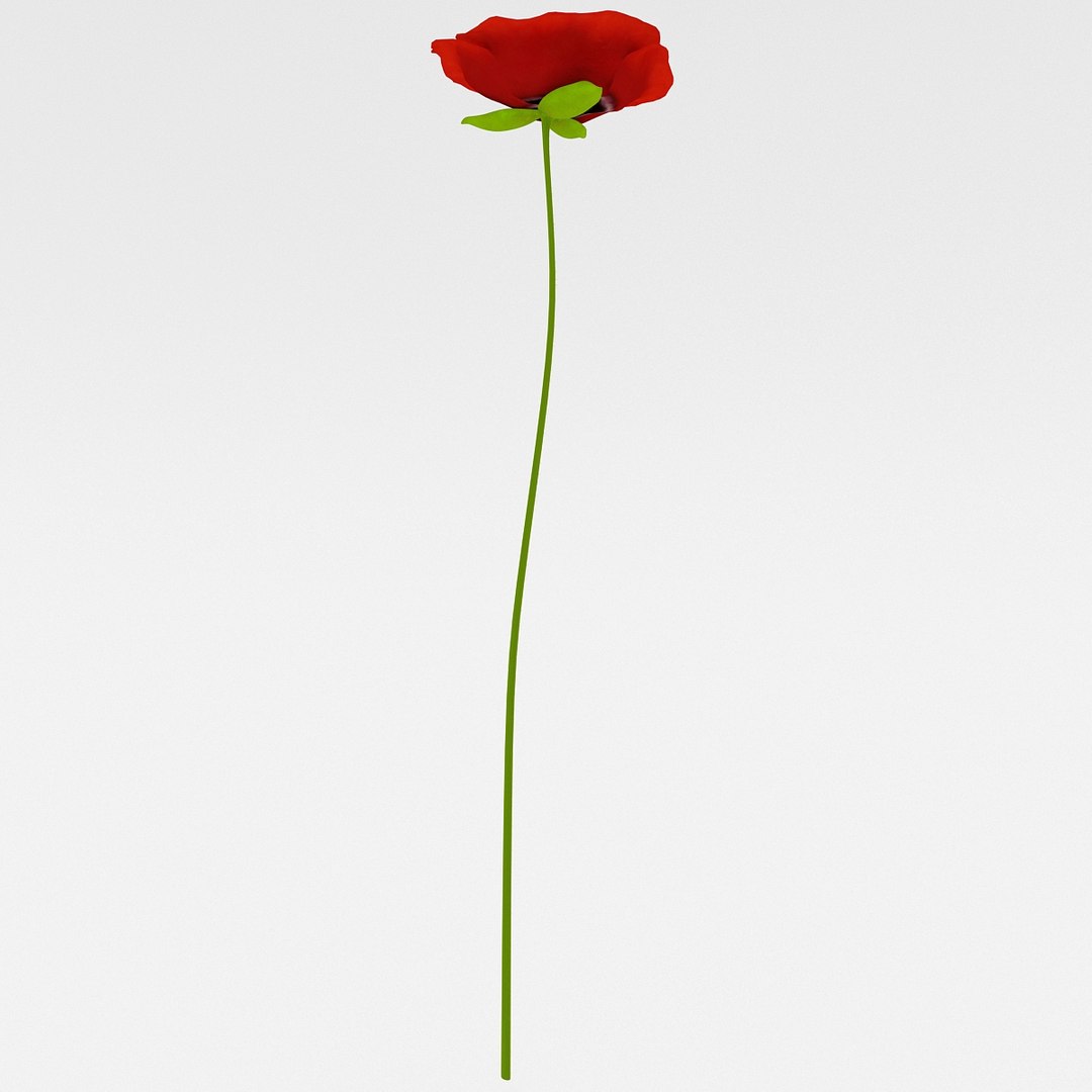 3d red poppy flower