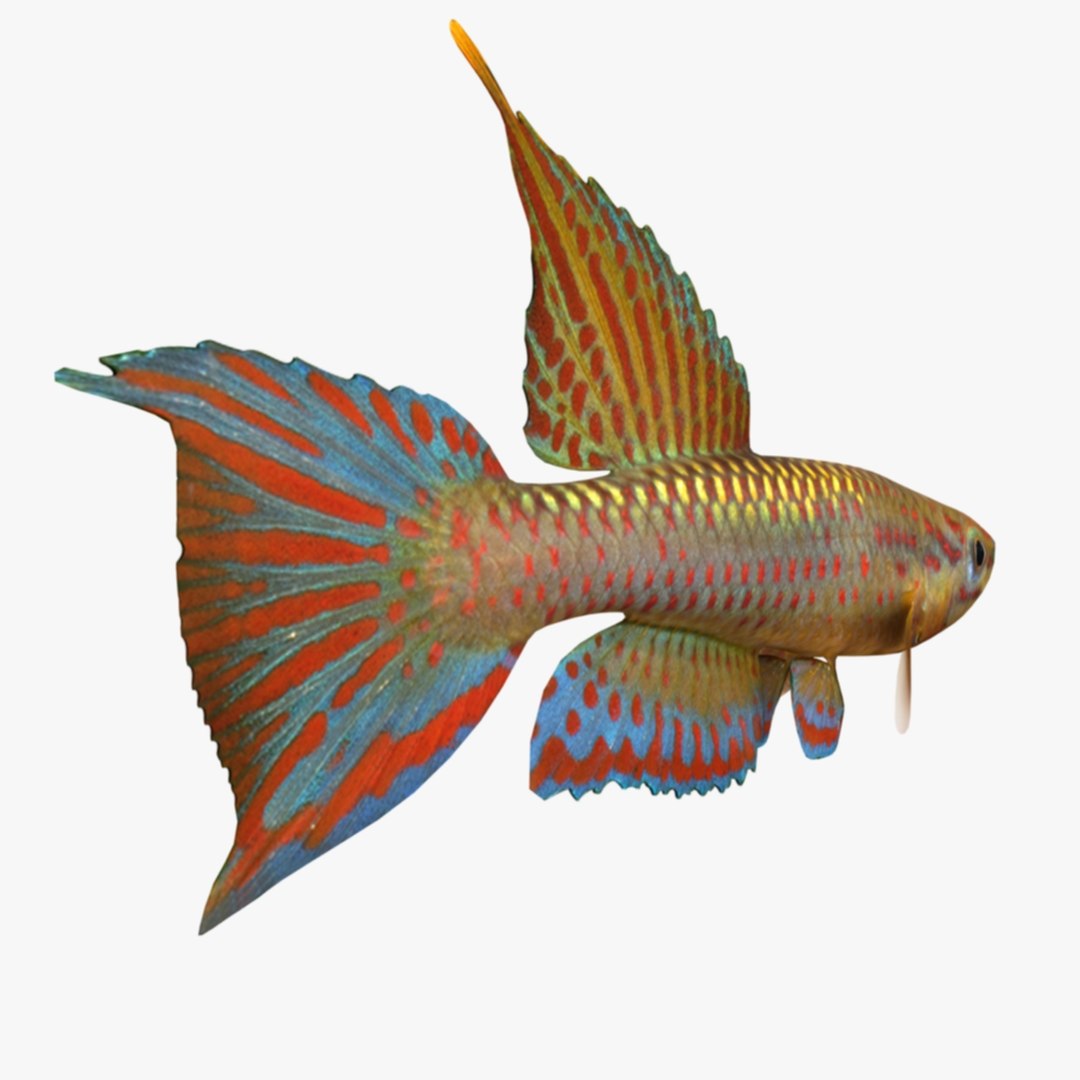 3d Model Killifish 1