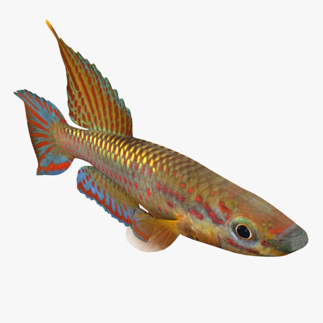 3d Model Killifish 1