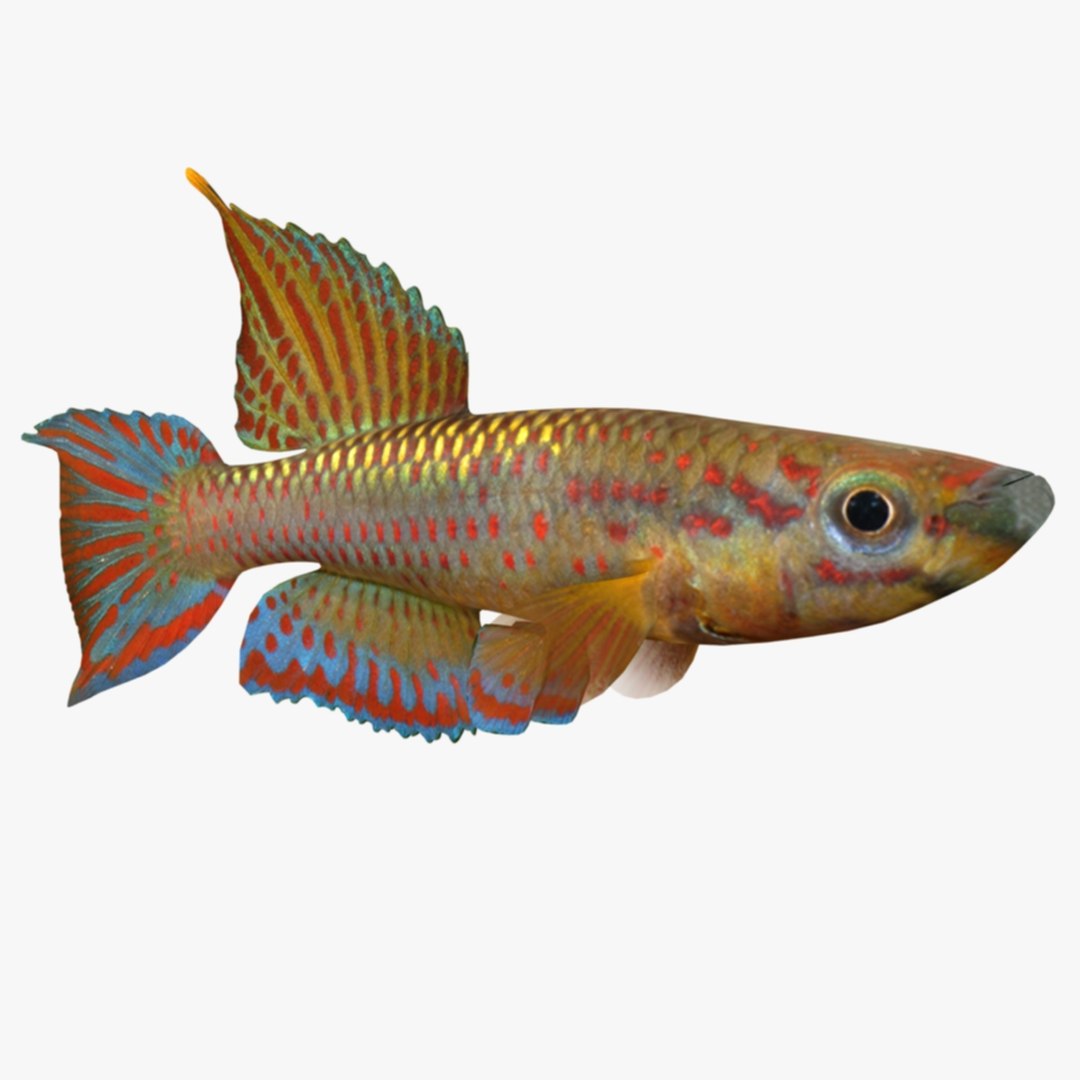 3d Model Killifish 1