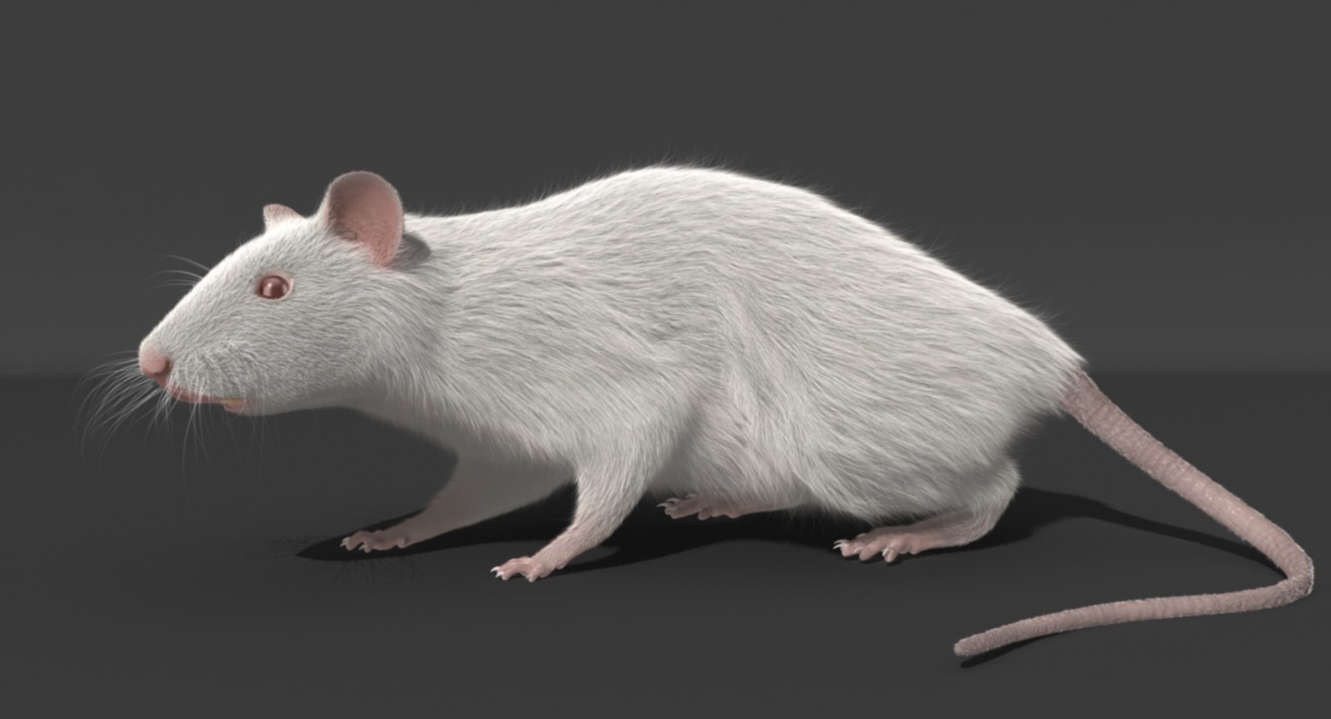 3d Model White Rat