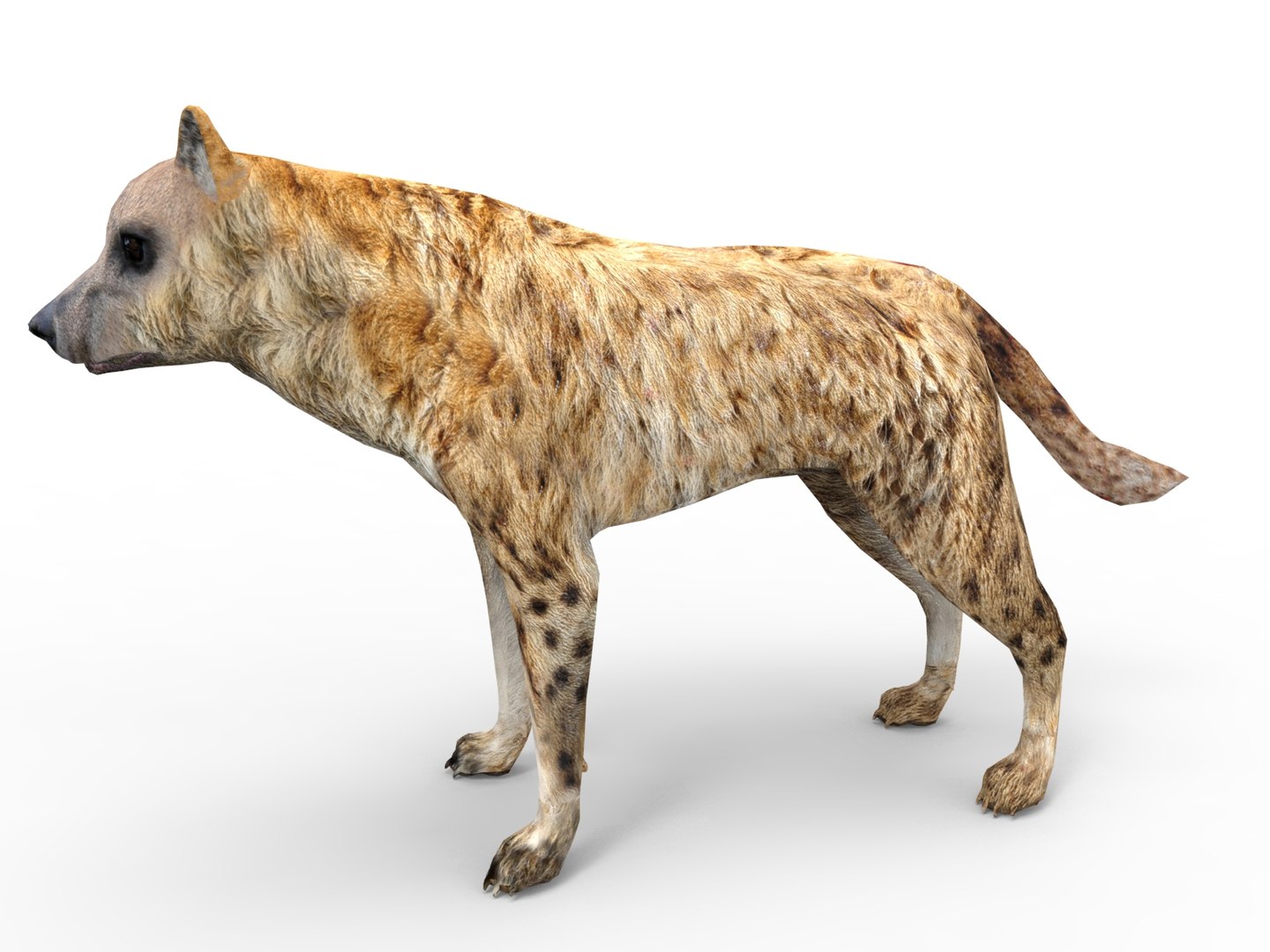 3D hyena rigged ready animation - TurboSquid 1212526