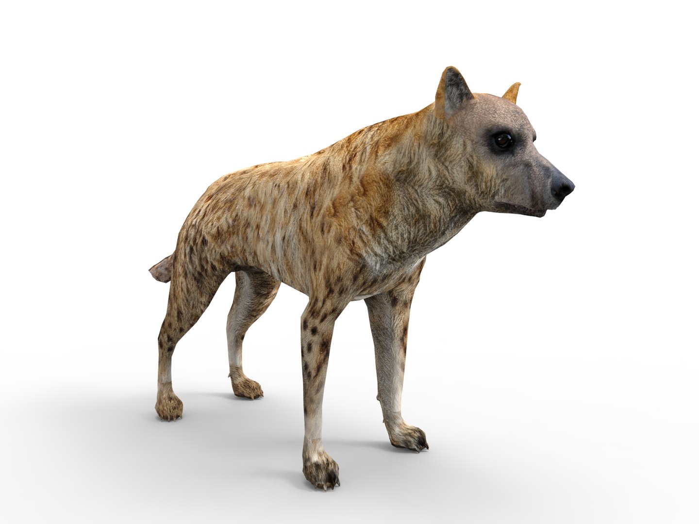 3D hyena rigged ready animation - TurboSquid 1212526
