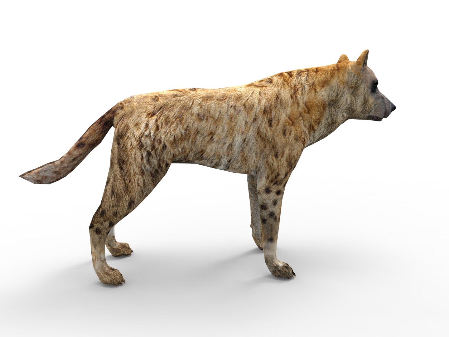 3D hyena rigged ready animation - TurboSquid 1212526