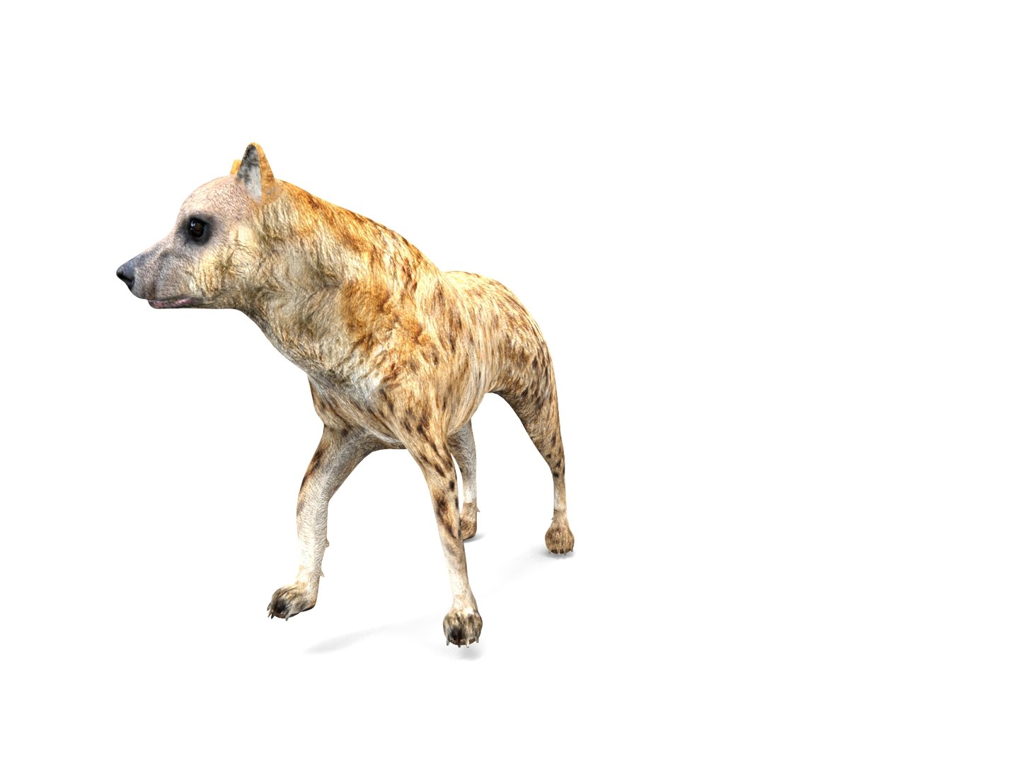 3D hyena rigged ready animation - TurboSquid 1212526