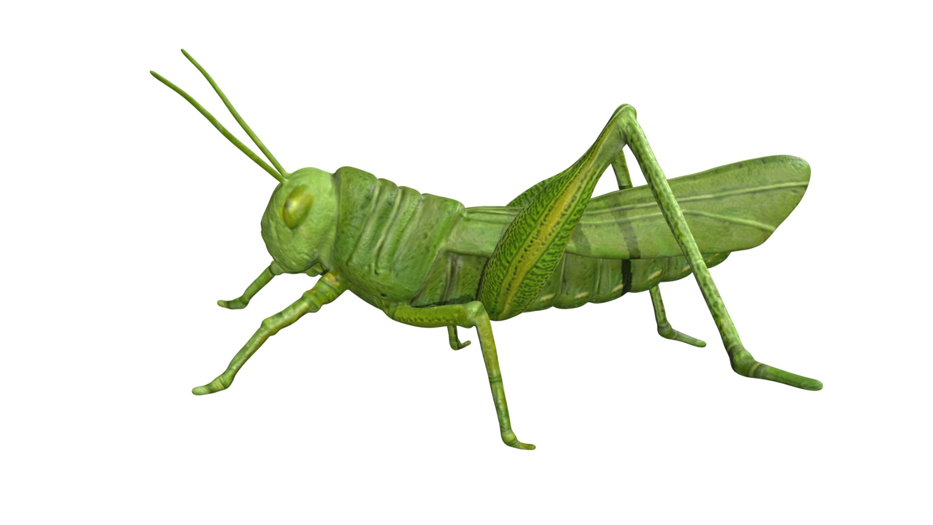 3D Rigged Green Grasshopper - TurboSquid 1775168