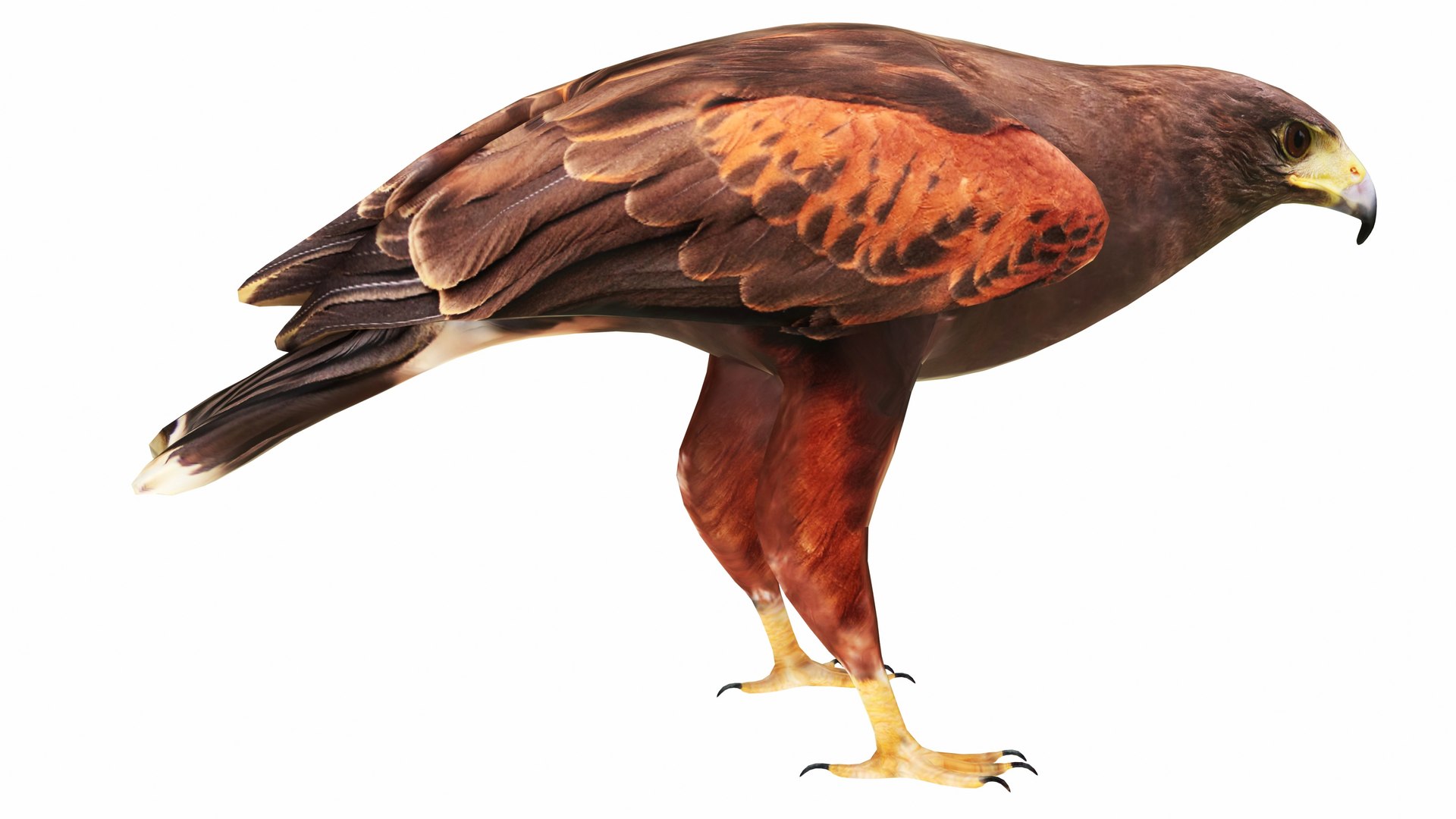 3D Wild Birds 4 In 1 Collection Model - TurboSquid 2339239