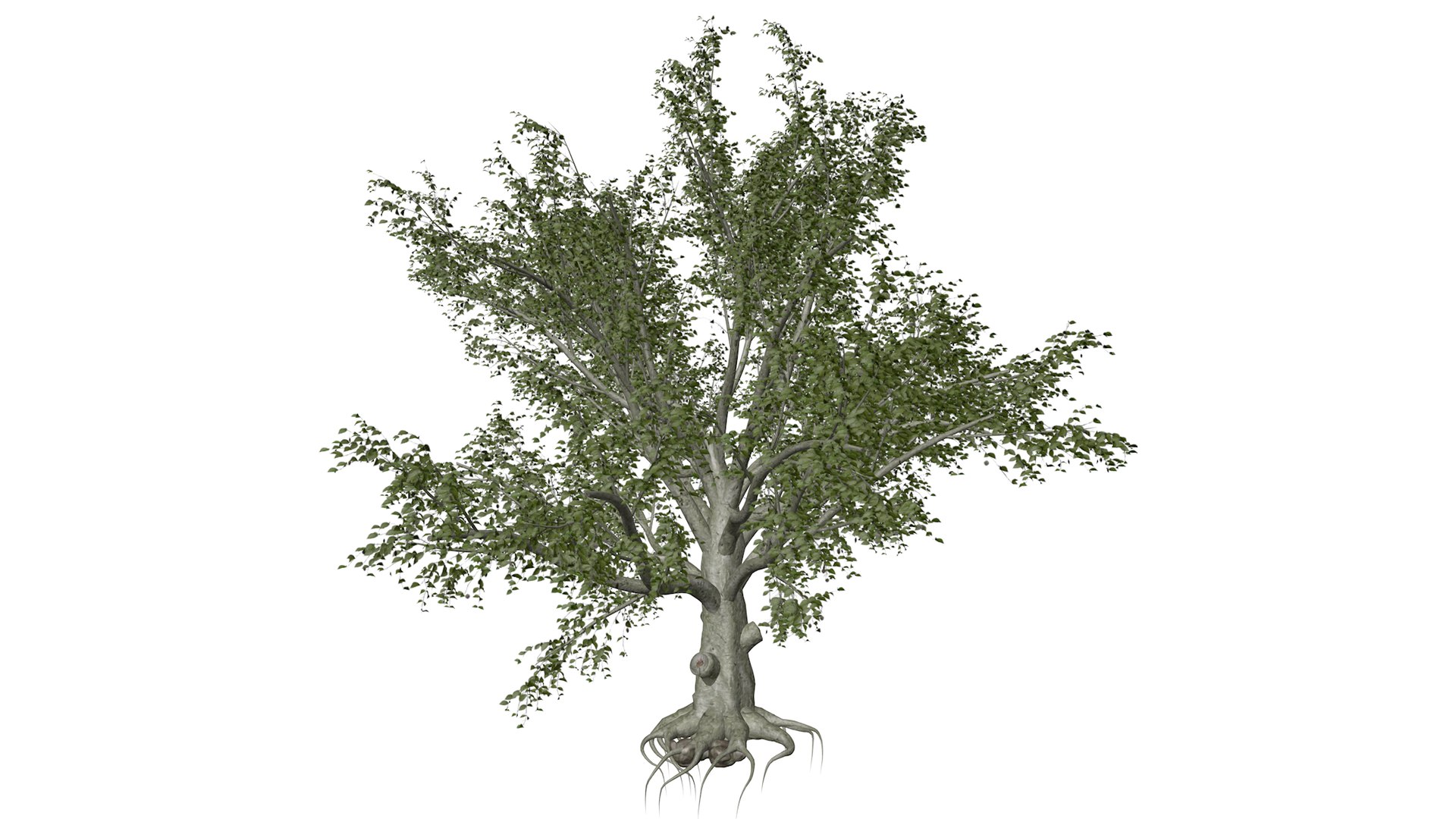 3D Model American Beech Tree Collection - TurboSquid 2378948