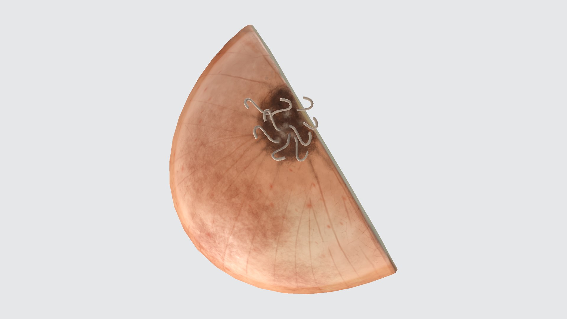 3D Onion - TurboSquid 2347343